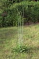 Manfreda virginica (False Aloe)