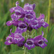 Penstemon cobaea (Purple Beardtongue)