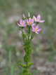 Sabatia angularis (Rose Pink)