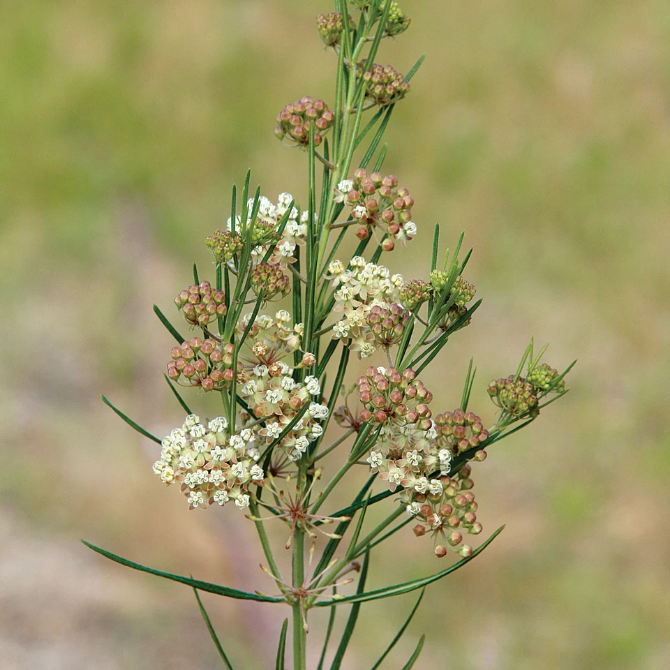 Asclepias viridis (Spider Milkweed)