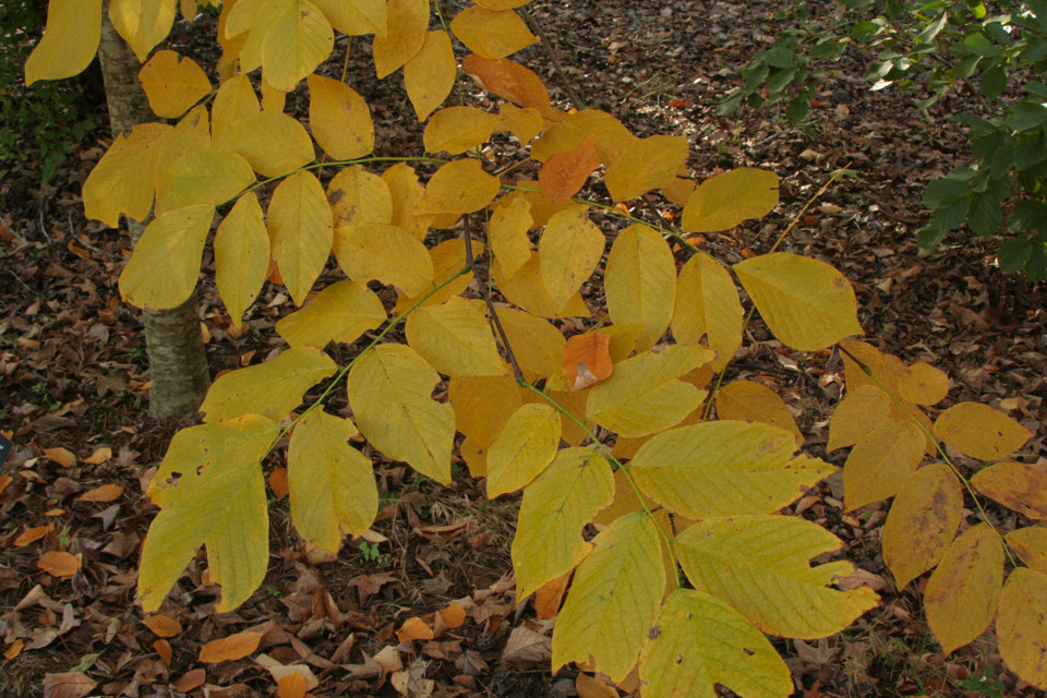 Cladrastis kentukea (Yellowwood)