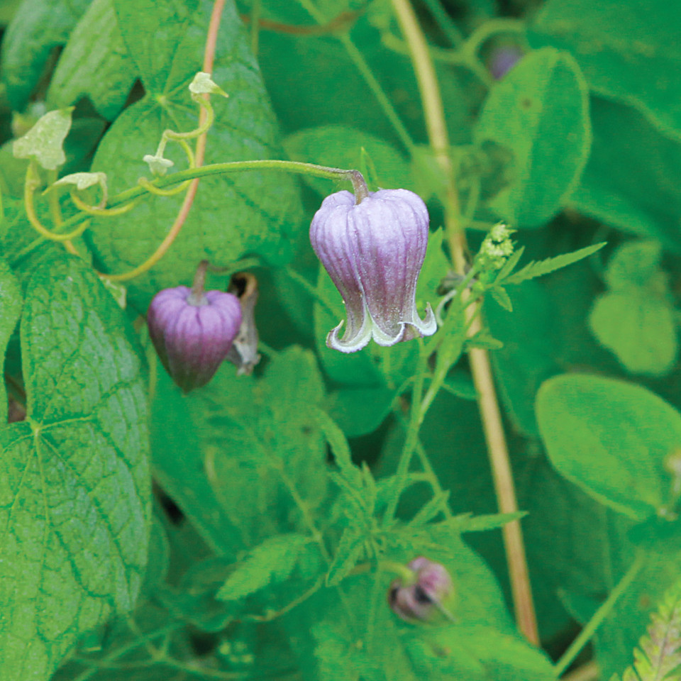 PLANT TYPES - Vines - Missouri Wildflowers Nursery