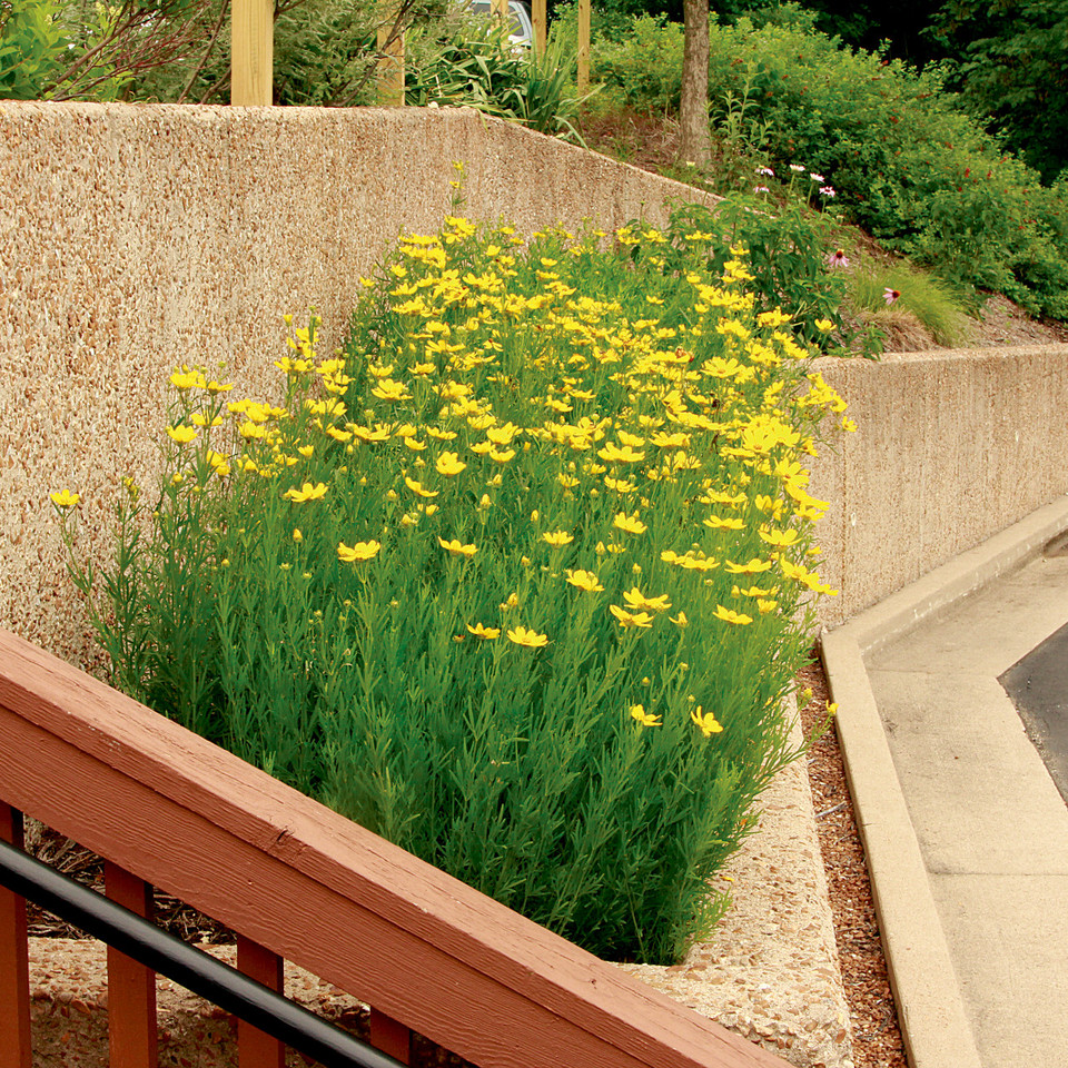 Prairie Plants - Missouri Wildflowers Nursery
