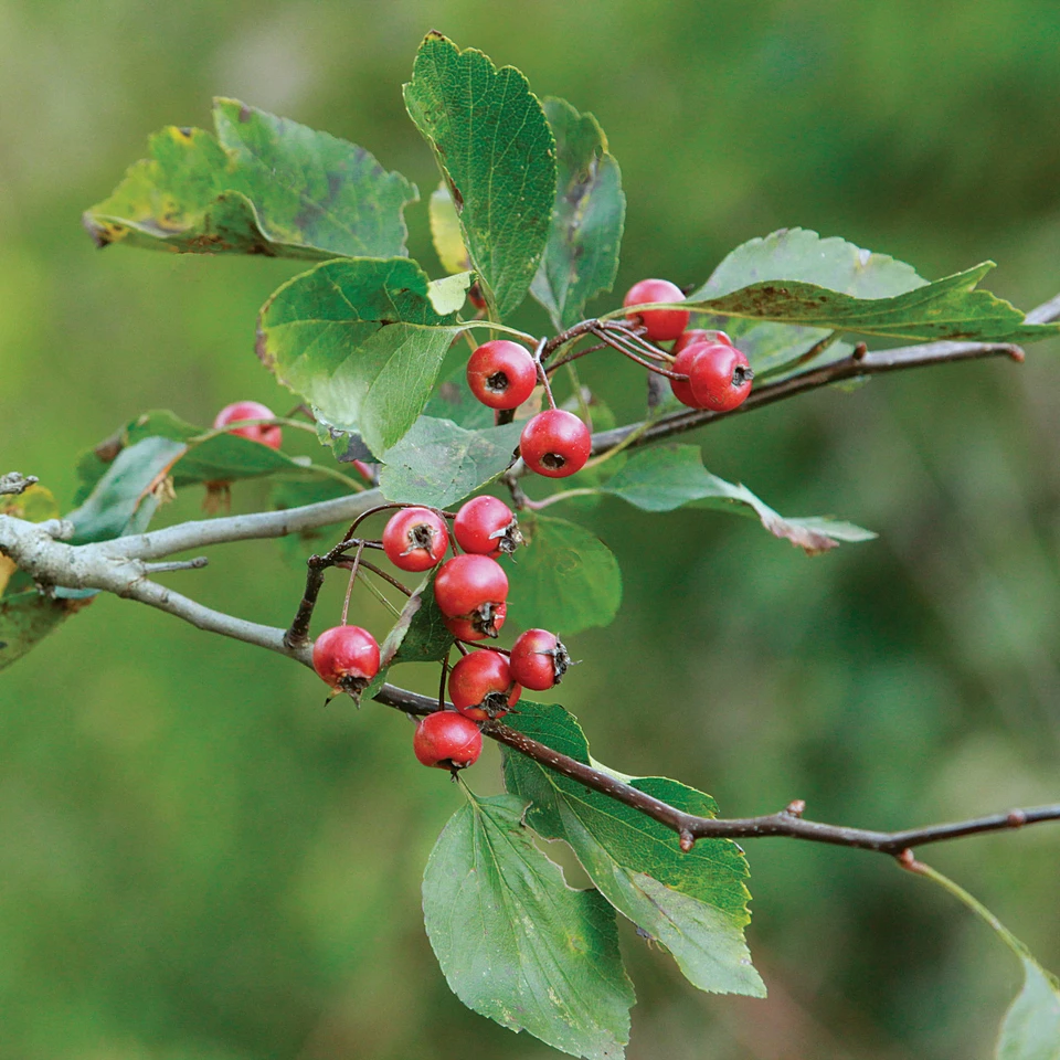 Crataegus viridis (Green Hawthorn)