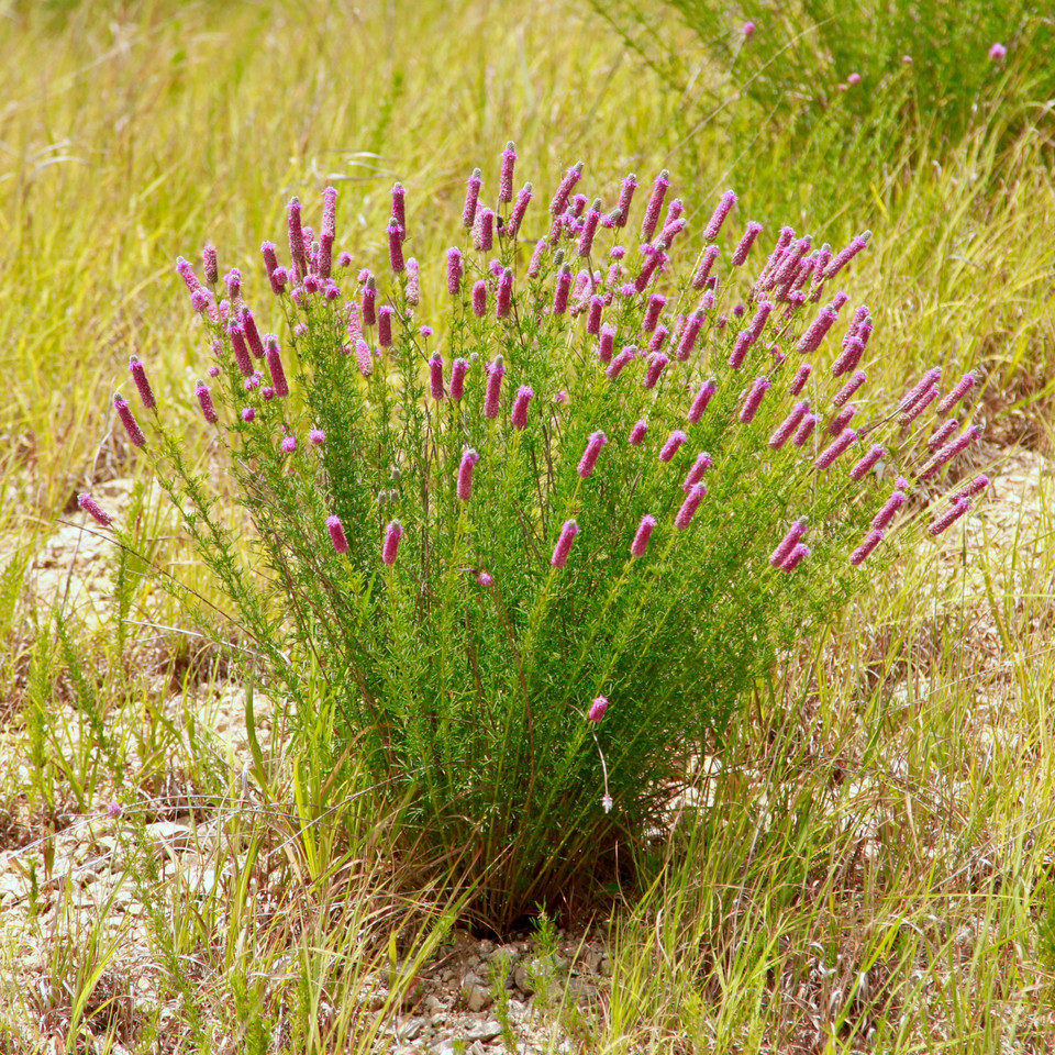 Dalea purpurea (Purple Prairie Clover)