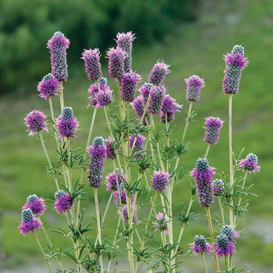 Dalea purpurea (Purple Prairie Clover)