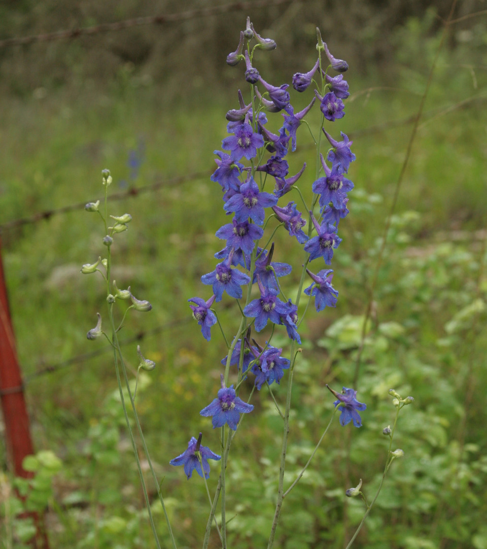 Delphinium tricorne (Dwarf Larkspur)