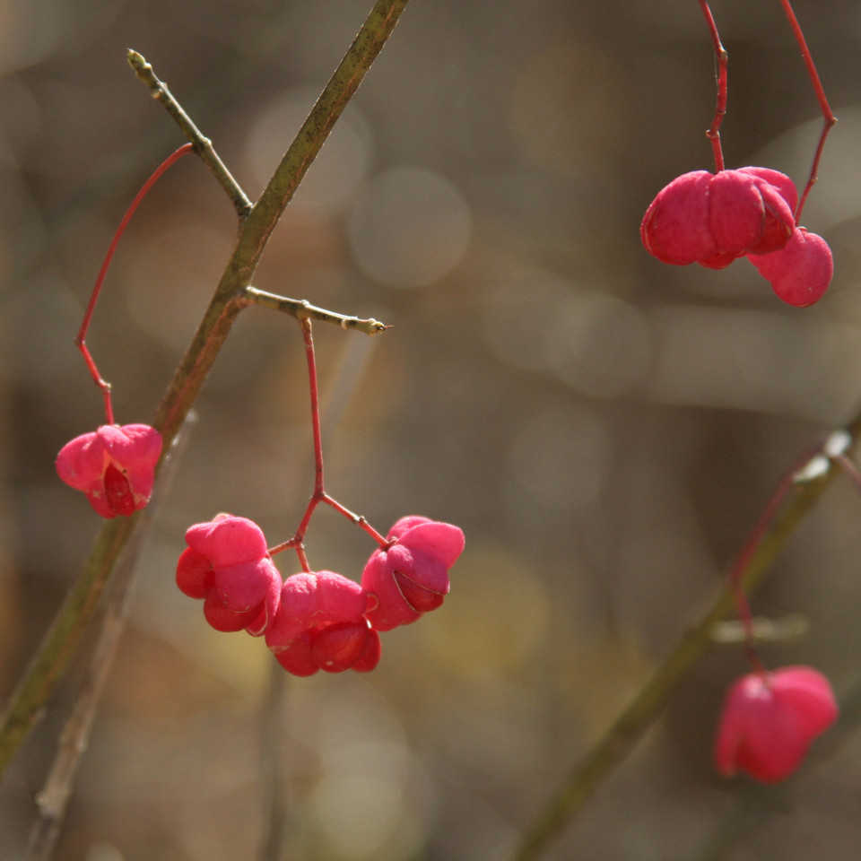 Euonymus americanus (Strawberry Bush)