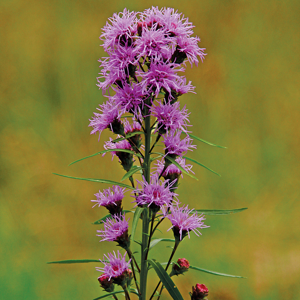 Liatris scariosa (Eastern Blazing Star)
