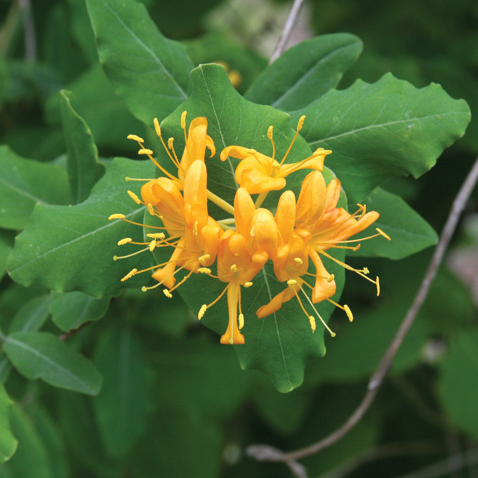 PLANT TYPES - Vines - Missouri Wildflowers Nursery
