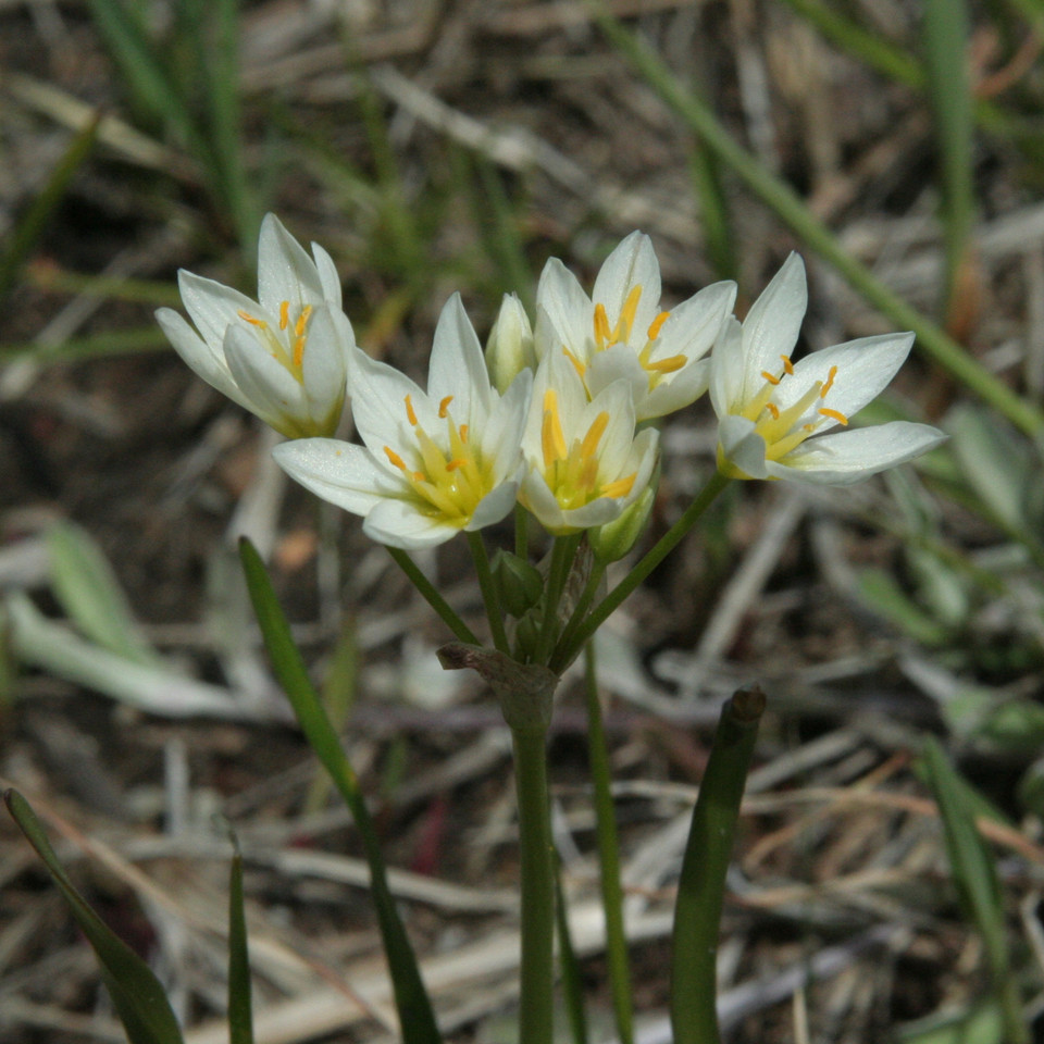 Nothoscordum bivalve (False Garlic)