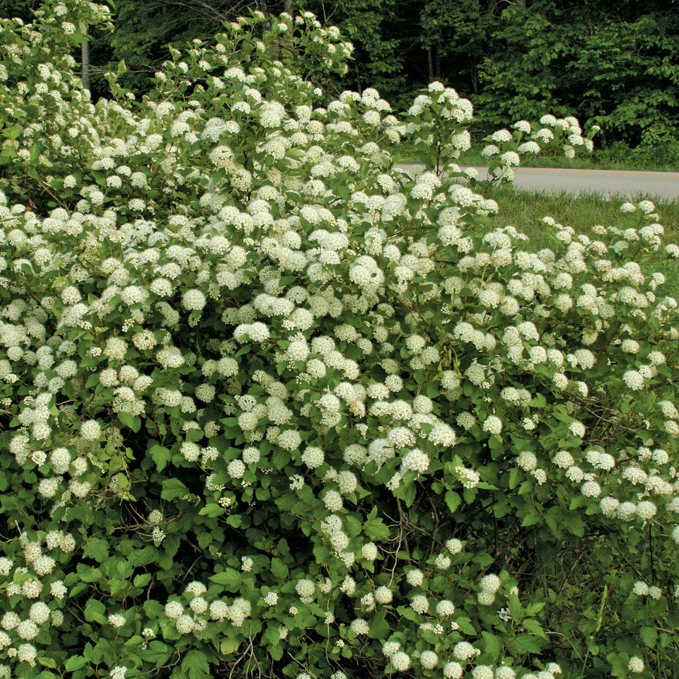 PLANT TYPES - Shrubs - Missouri Wildflowers Nursery