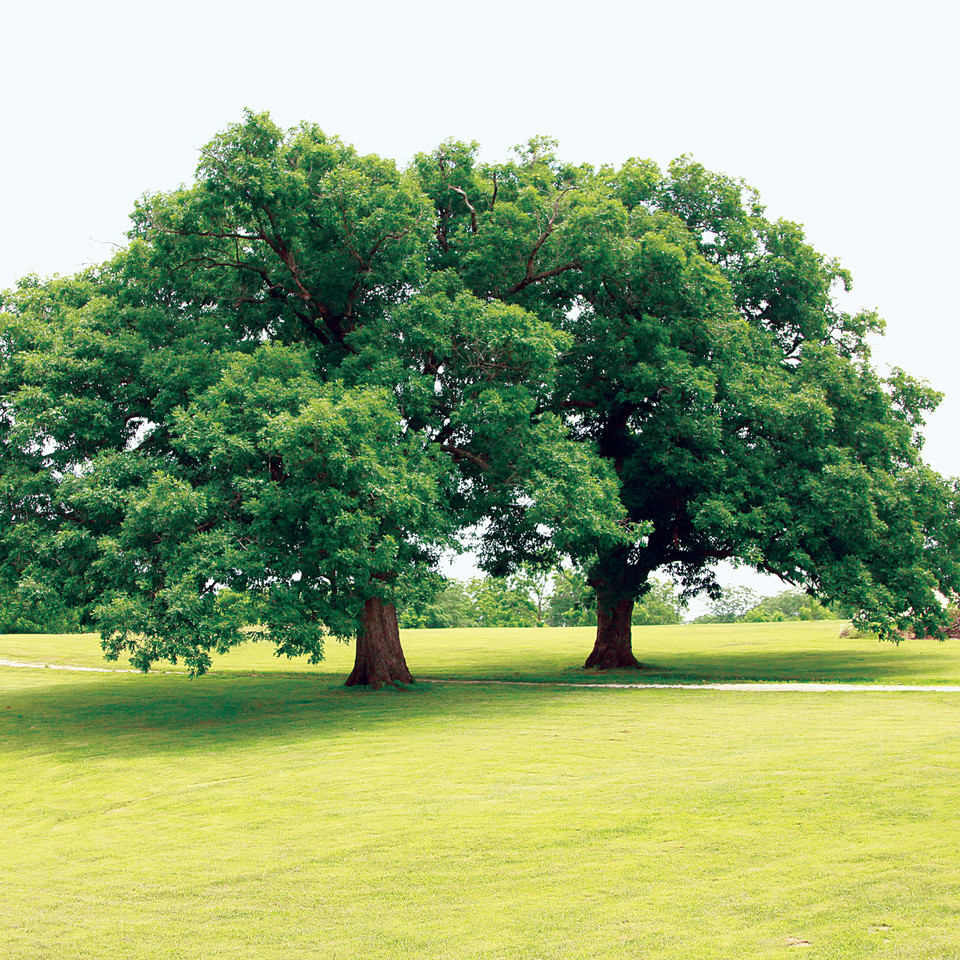 Quercus alba (White Oak)