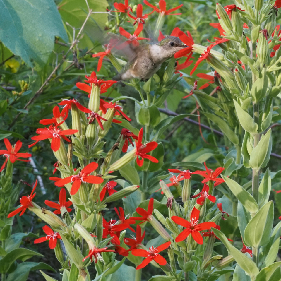 Silene regia (Royal Catchfly)