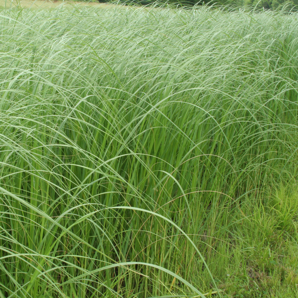 Spartina pectinata (Prairie Cordgrass)