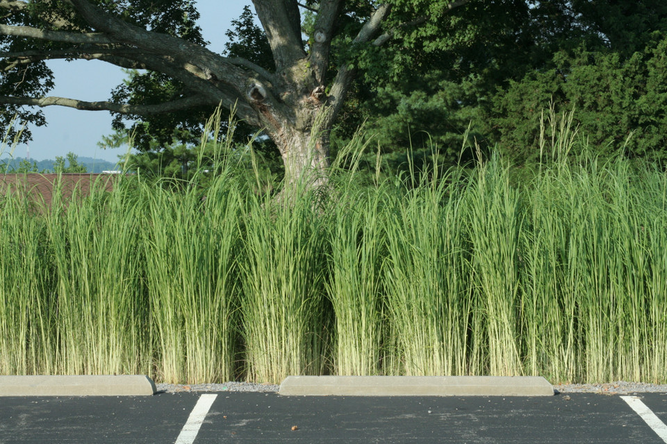 Spartina pectinata (Prairie Cordgrass)