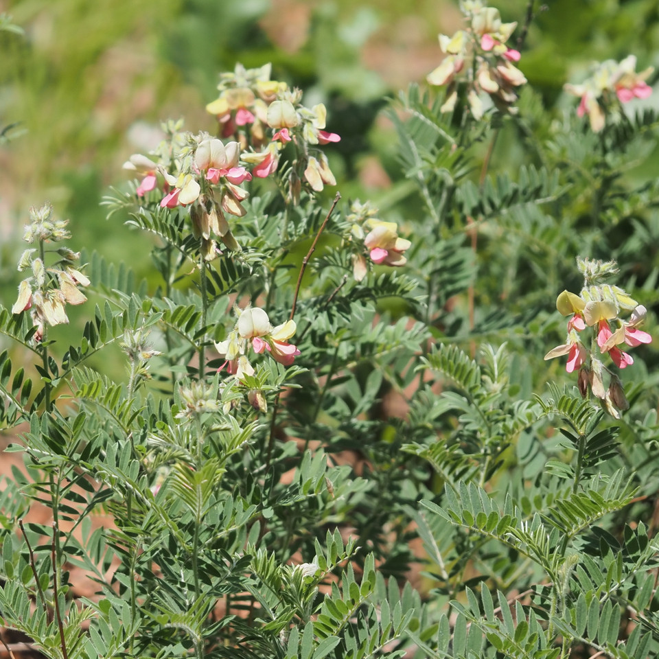 Tephrosia virginiana (Goat's Rue)