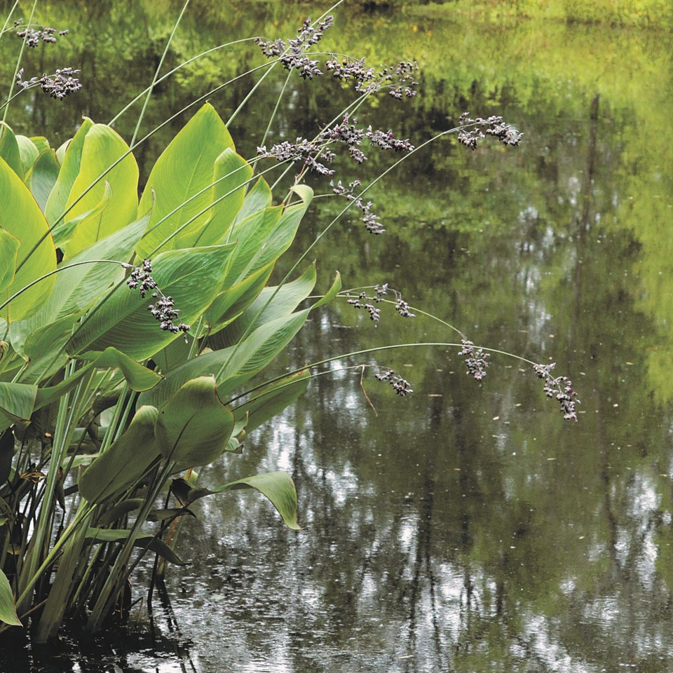 Thalia dealbata (Water Canna)