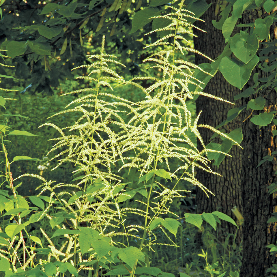 Aruncus dioicus (Goat's Beard)