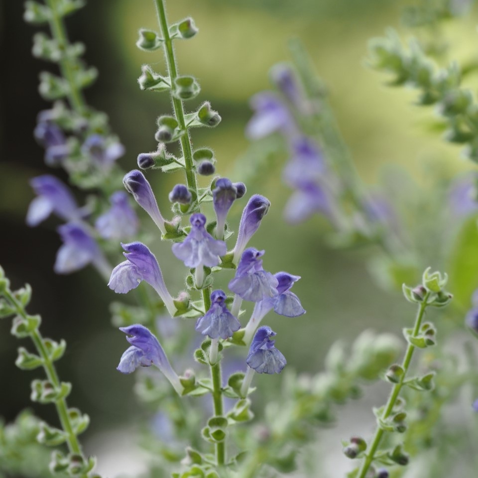 Scutellaria ovata (Heartleaf Skullcap)