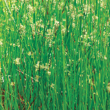 Juncus effusus (Soft Rush)