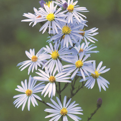Symphyotrichum oolentangiense (Sky Blue Aster)