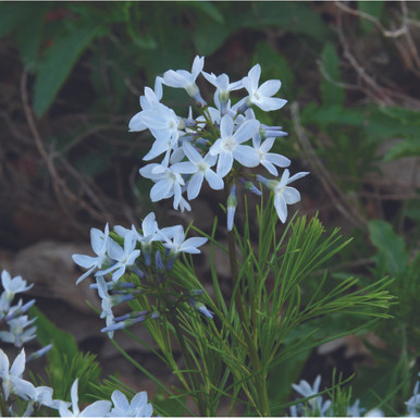 Amsonia ciliata var. filifolia (Fringed Blue Star)