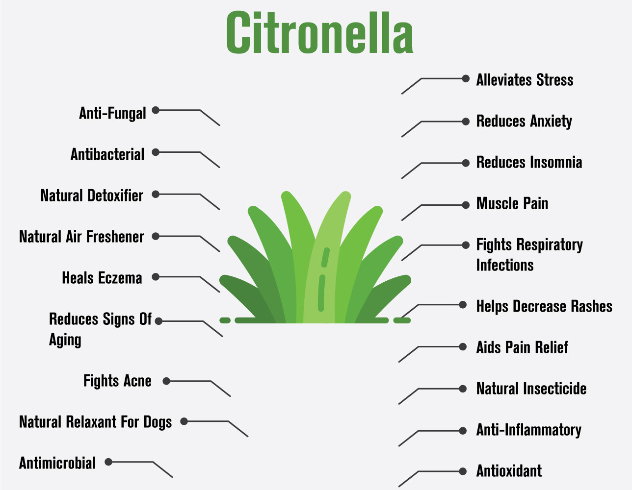 Citronella Essential Oil - 1 oz. - Essential Oils - African Beauty ...