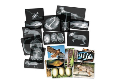 Animal X-Rays - Fisher Hawaii