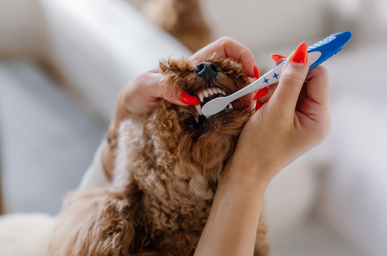 Vad kostar det att ta bort tandsten på hund? - Swedencare Nordic