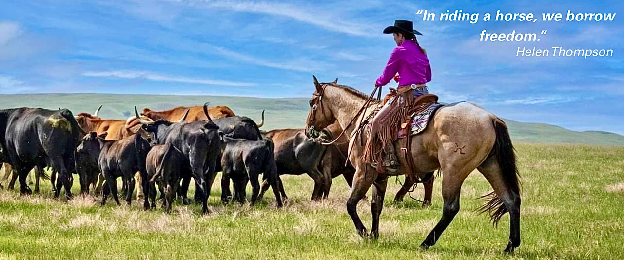 Jen X Equine