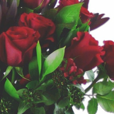 24 Luxury Long Stemmed Roses - Barrango Flowers