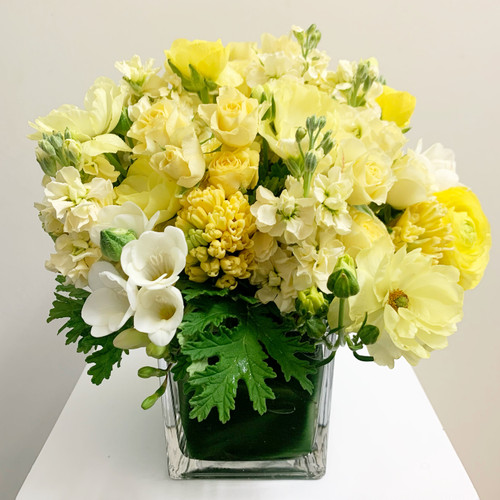 Lemon Drop - Barrango Flowers