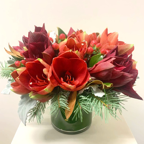 Holiday Amaryllis - Barrango Flowers