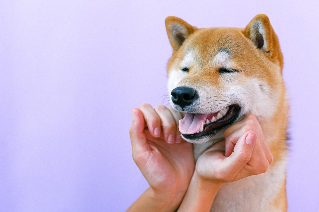 Strategies For Making Vet Visits Easier On Pets Positive Impressions strategies-for-making-vet-visits-easier-on-pets-positive-impressions