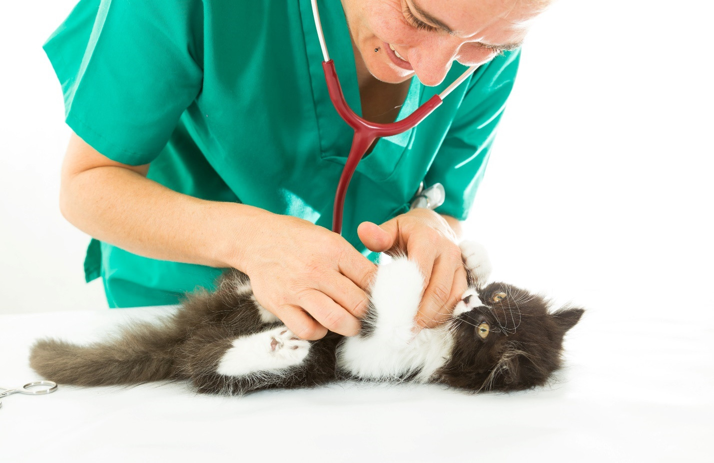 Customizing Your Vet Survival Box: Tailoring Essentials to Your ...