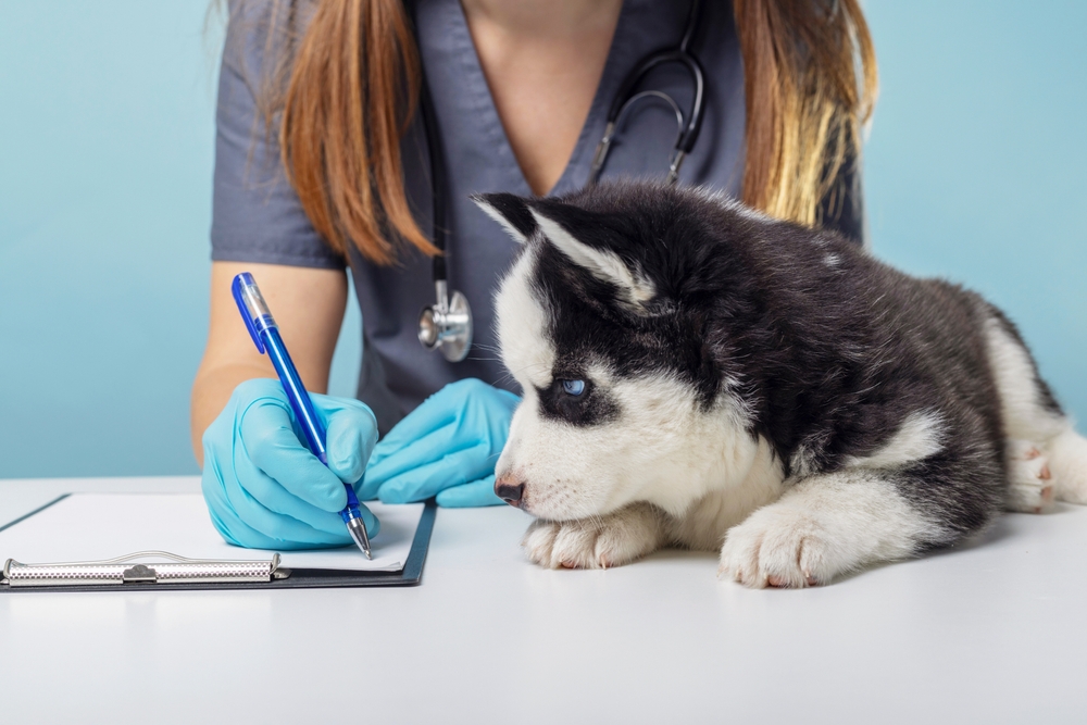 Beyond the Logo: How Custom Veterinarian Products Build a Stronger ...