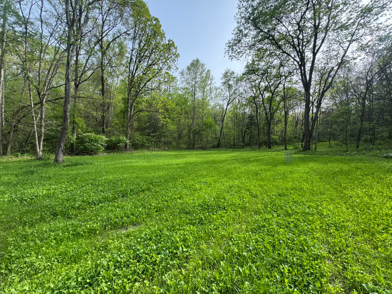 Whitetail Institute Imperial No-Plow Deer Food Plot Seeds