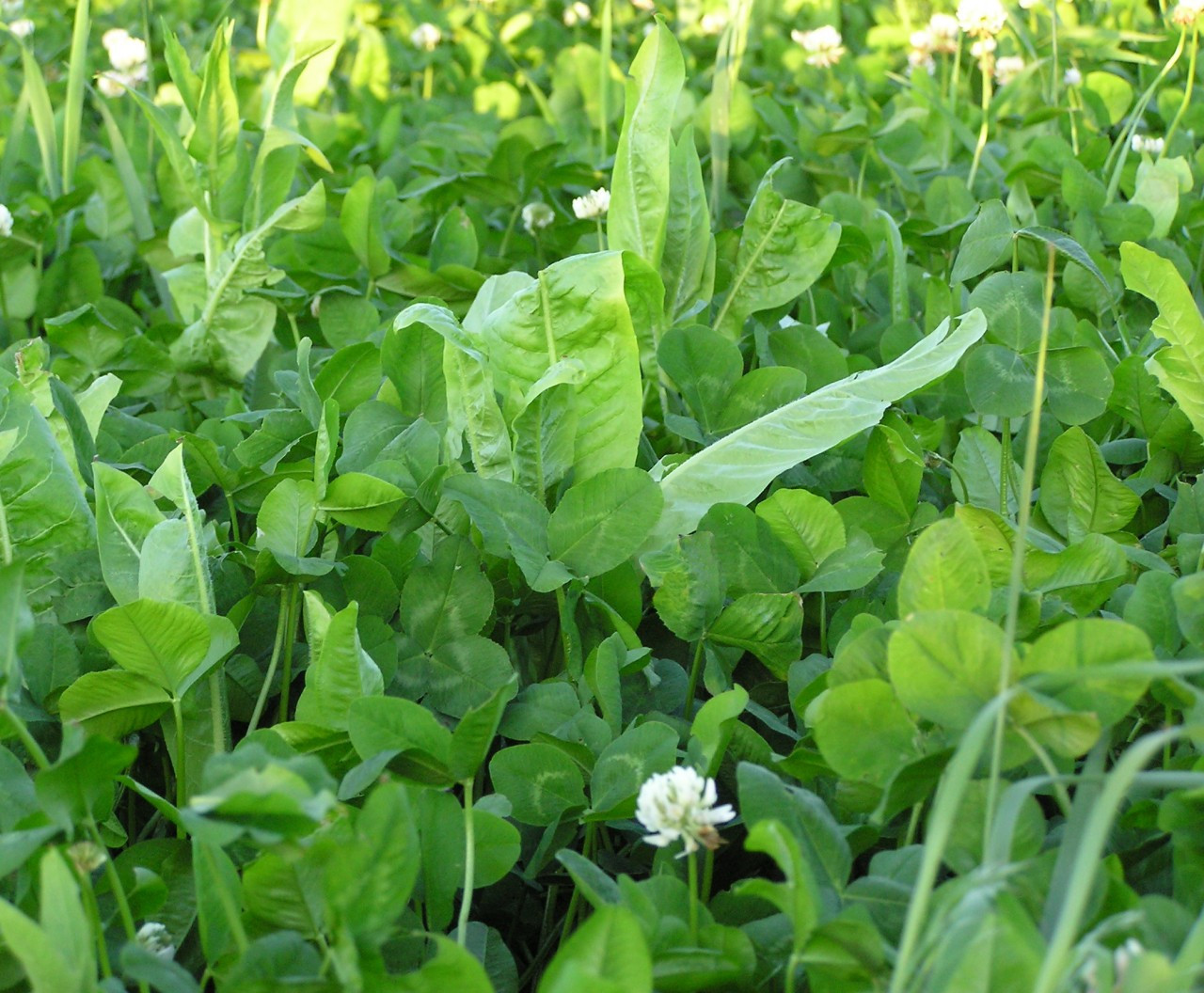 Imperial Whitetail Fusion – Premium Clover & Chicory Food Plot Seed