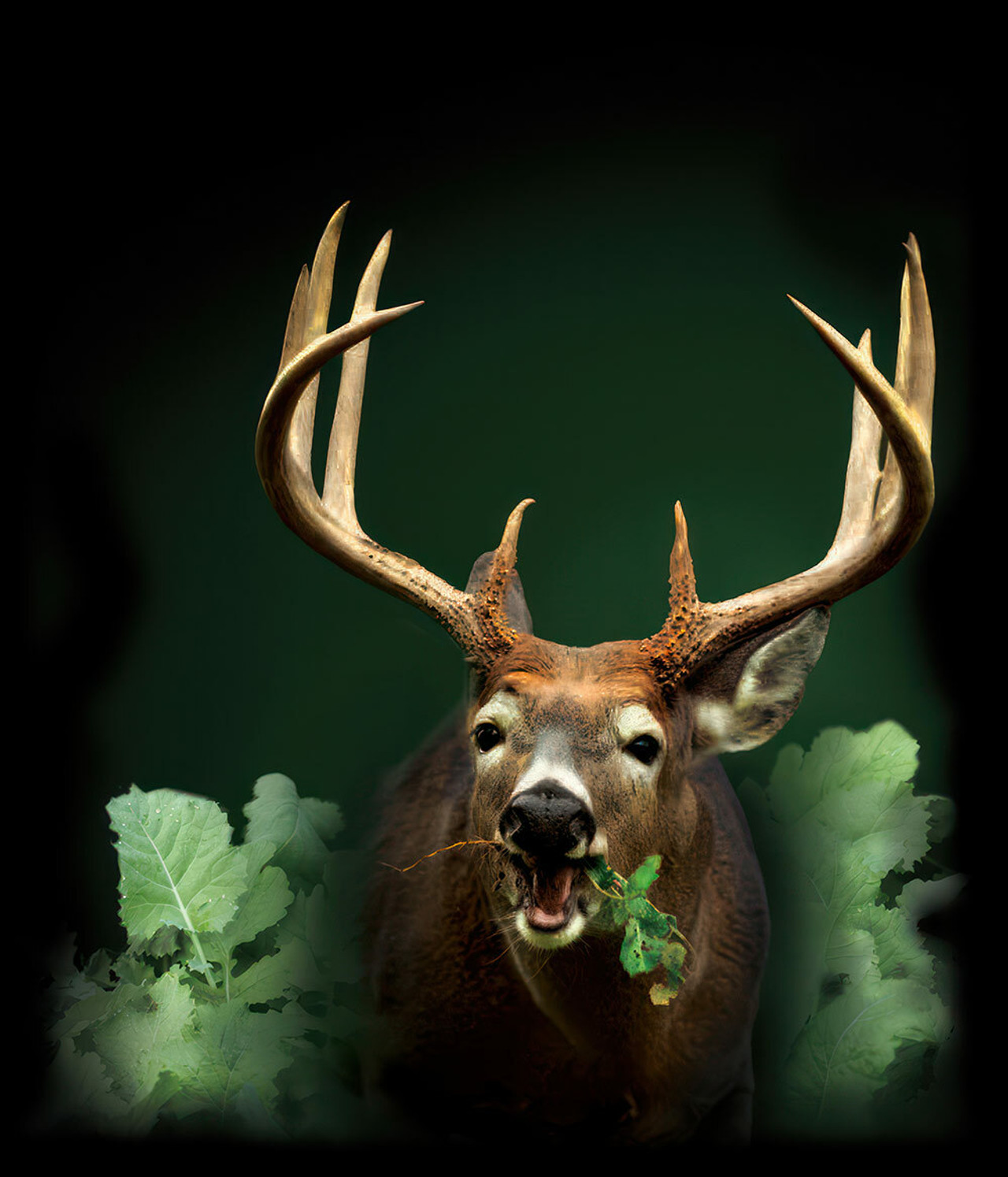 Fall Seed Planting | Best Fall Food Plot Seeds for Deer