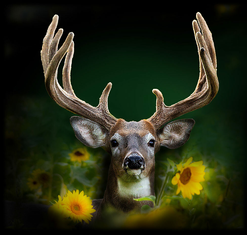 Whitetail Institute Springtime Food Plot Seed Mix for Deer