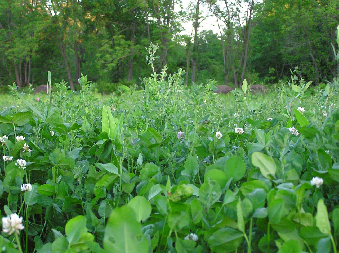 Whitetail Institute Imperial Alfa-Rack Plus for Sale (Alfalfa)