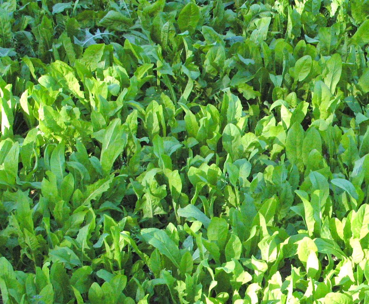Chic Magnet Forage Chicory Food Plot Seeds for Sale