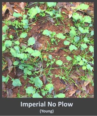 Whitetail Institute Imperial No-Plow Deer Food Plot Seeds