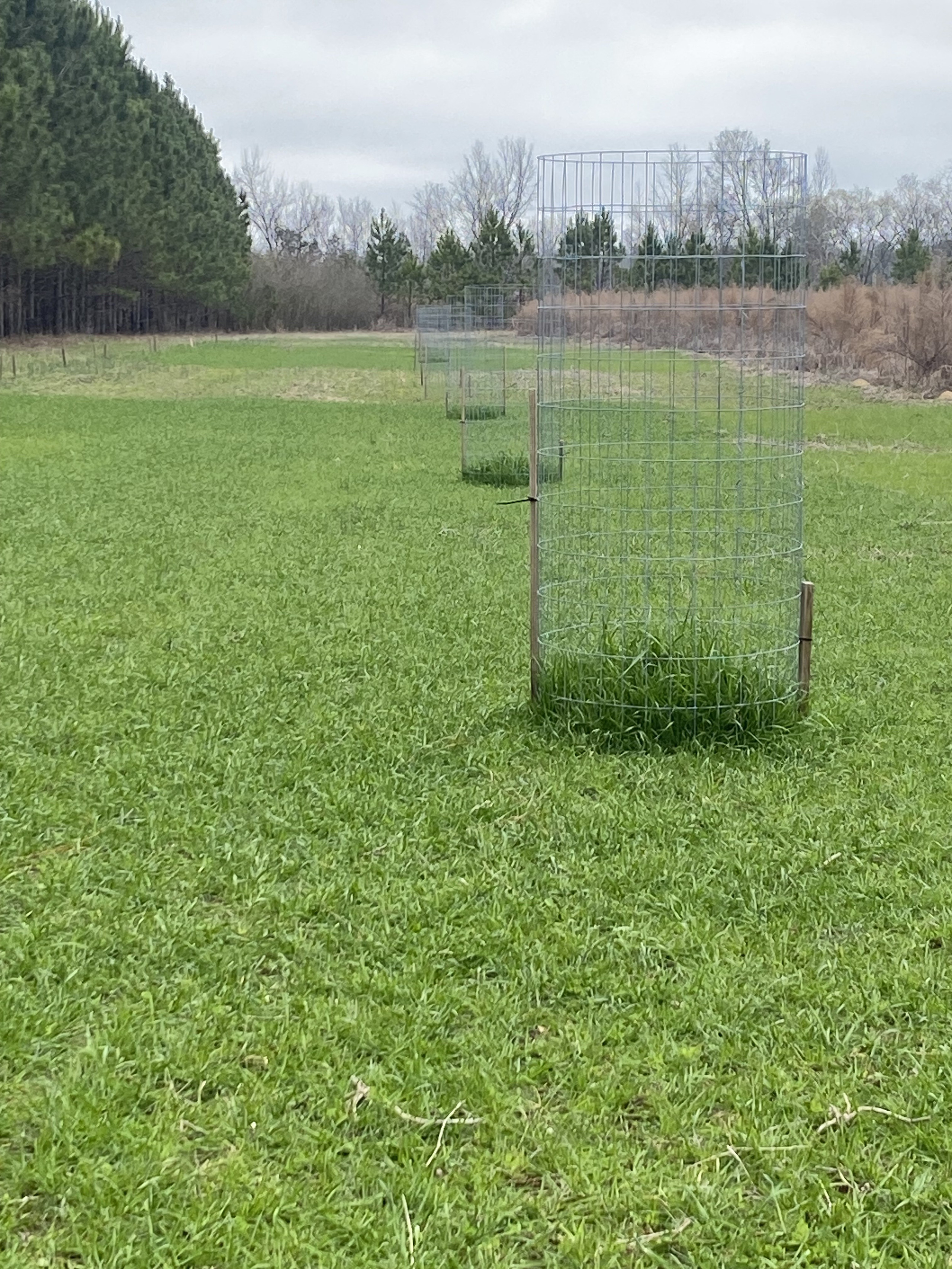 Grazing Cages: A Simple Tool to Boost Your Food Plot Success ...