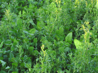 Whitetail Institute Imperial Alfa-Rack Plus for Sale (Alfalfa)