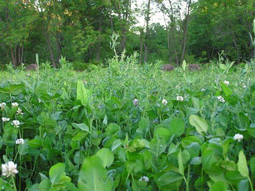 Whitetail Institute Imperial Alfa-Rack Plus for Sale (Alfalfa)