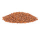 Whitetail Institute Ravish Radish | Radish Seed for Deer