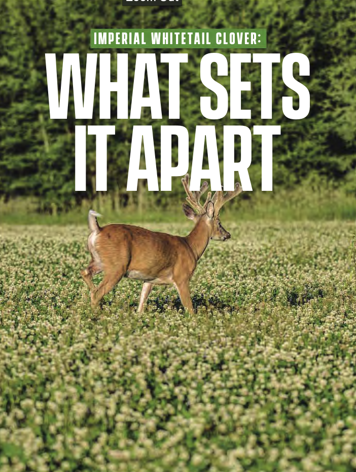 Imperial Whitetail Clover: What Sets it Apart - Whitetail Institute