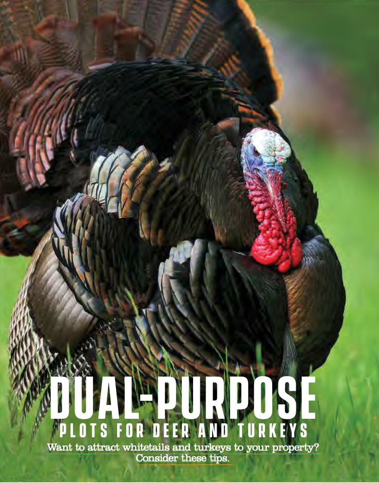 Dual-Purpose Plots for Deer and Turkeys - Whitetail Institute